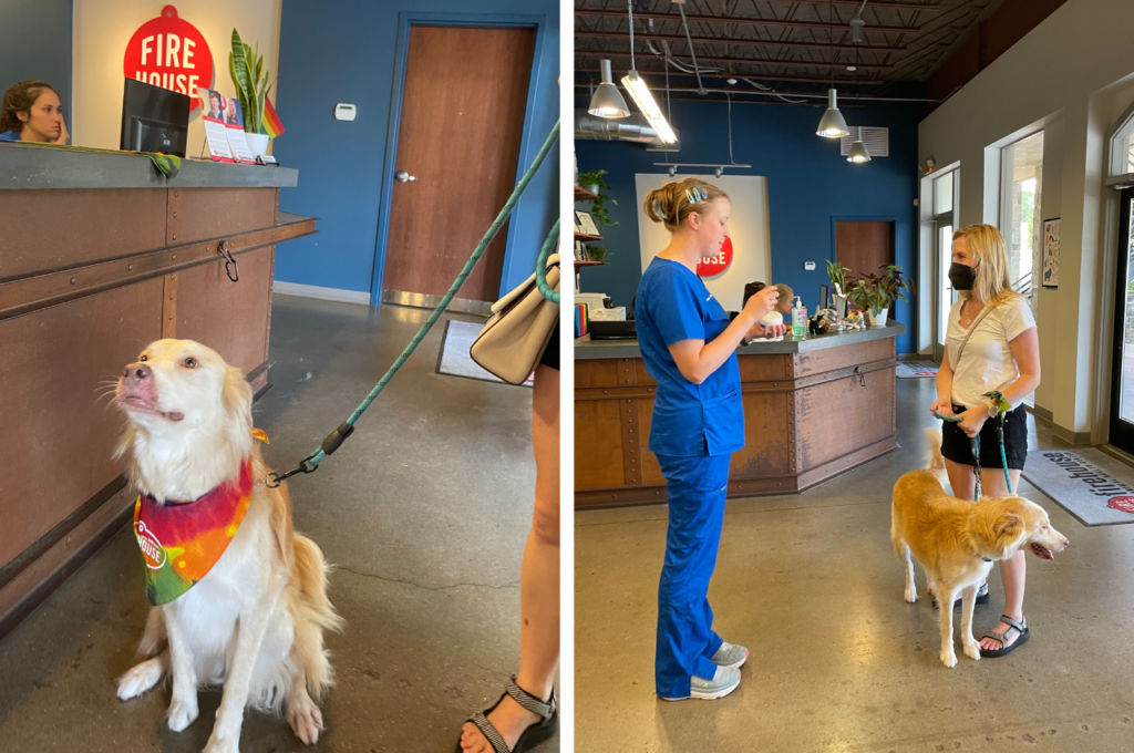 6 Signs Your Pet Has Allergies