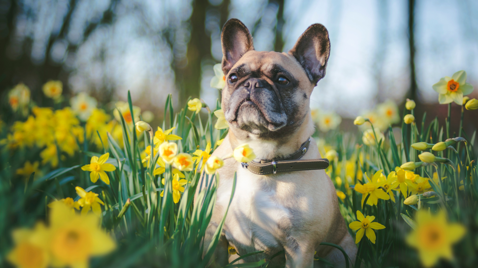 Ask The Vet: Springtime Pet Care Tips For Central Texans – Firehouse ...