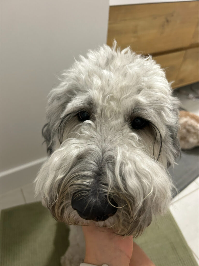 How To Tell If Your Pet Has An Ear Infection – Firehouse Animal Health ...